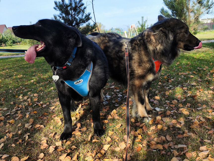 Собаки в добрые руки