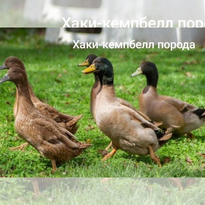 Инкубационное яйцо уток