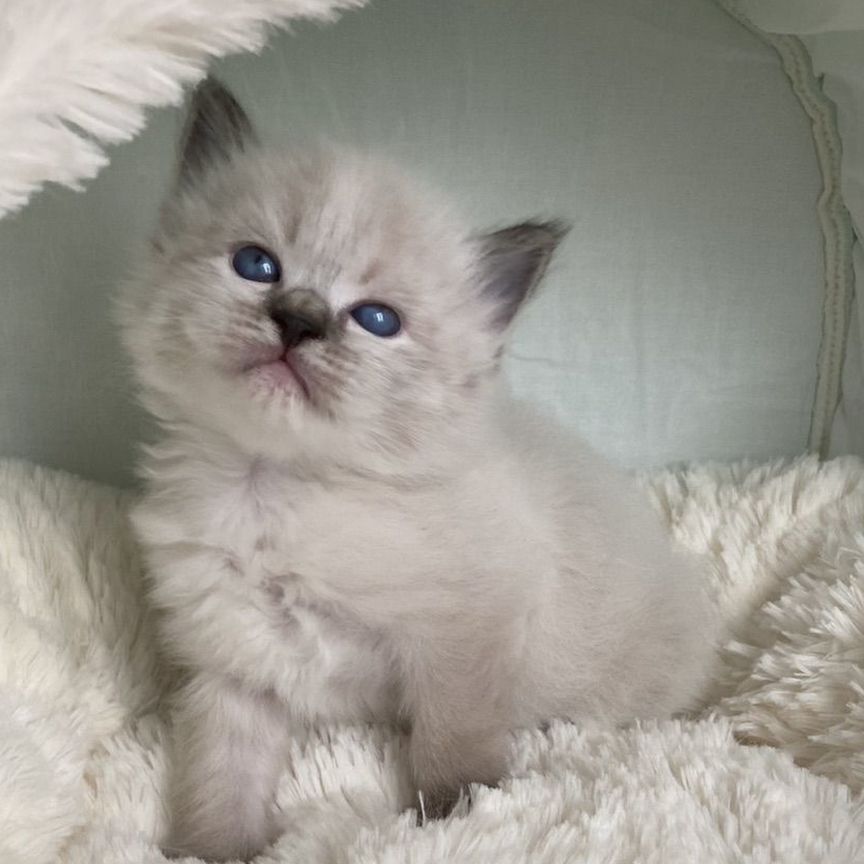 Невские маскарадные котята