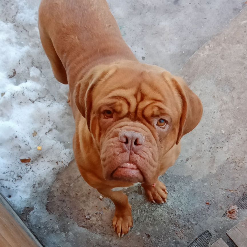 Бордоский дог