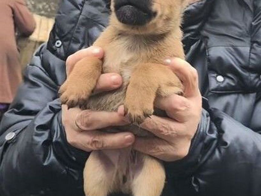 Щенок мелкаш ищет дом