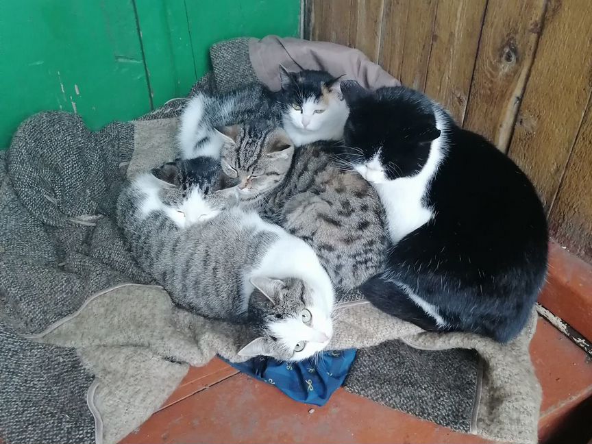 Отдам подросших котят кошечек в хорошие руки