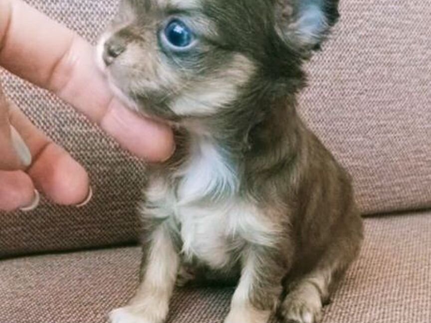 Девочка - миничка