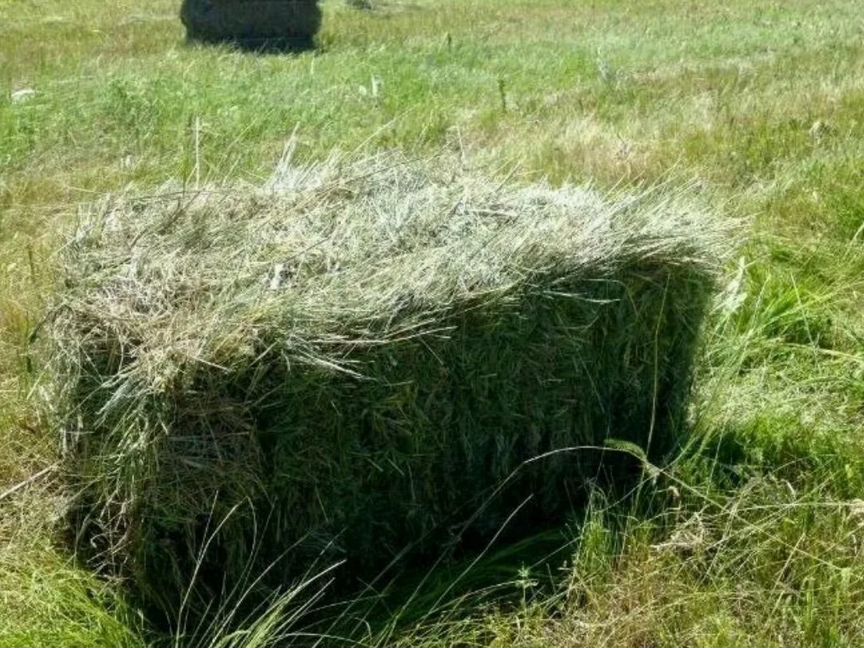 Сено в тюках