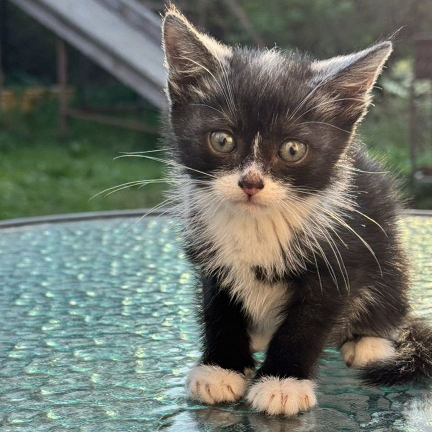 Котёнок в добрые руки