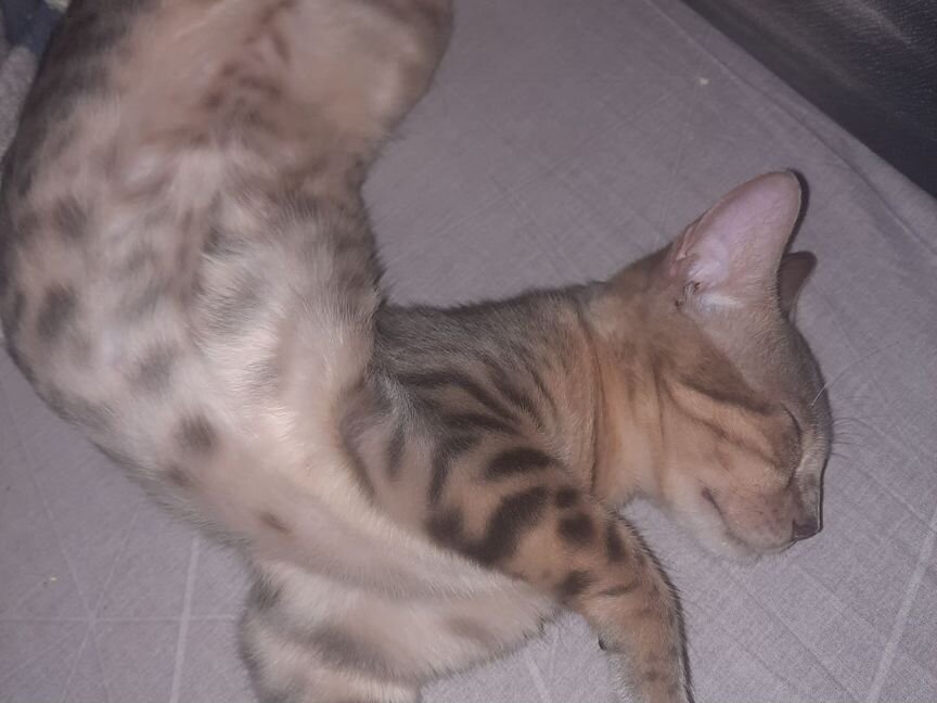 Бенгальская кошка редкого окраса