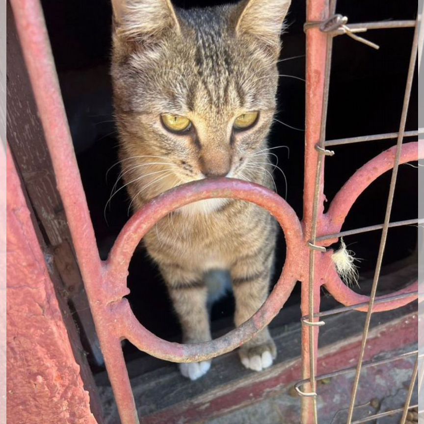 Кошка