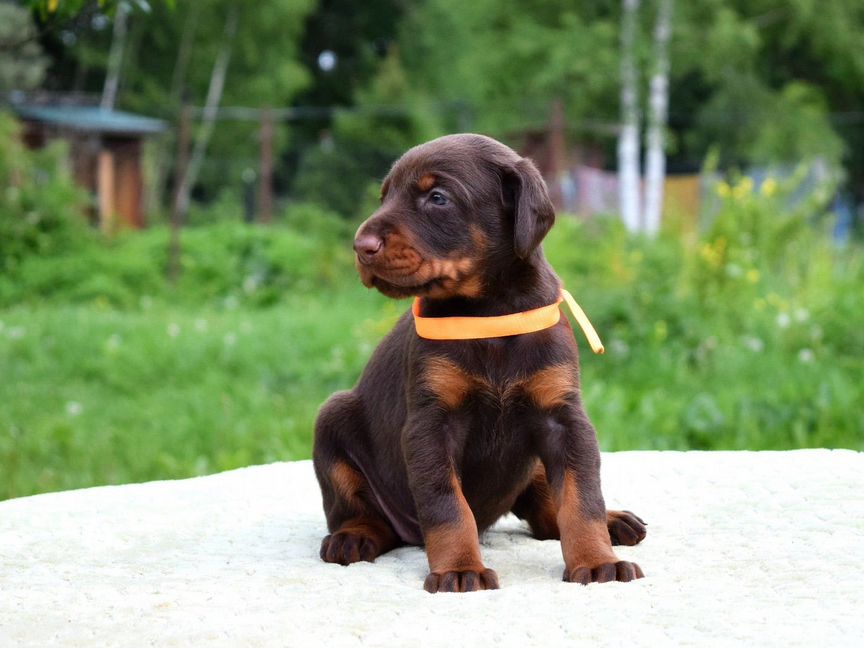 Доберман супер щенки