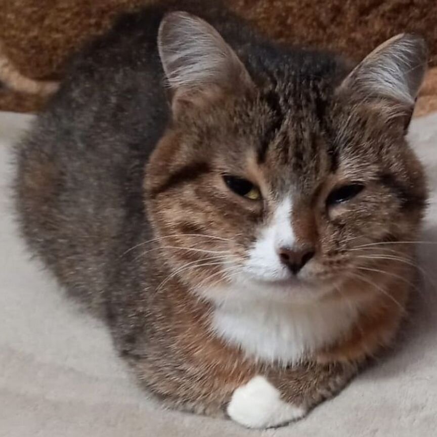 Кошка