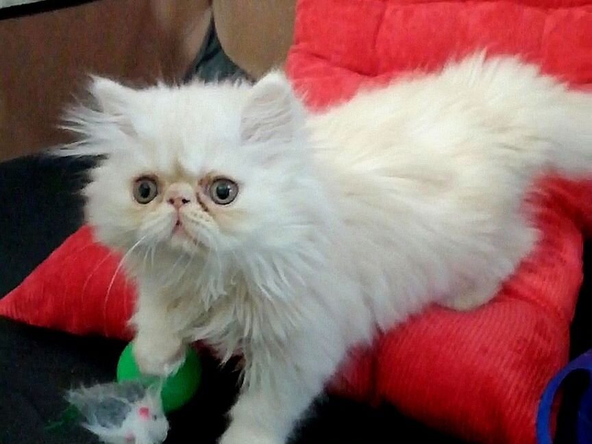 Котята