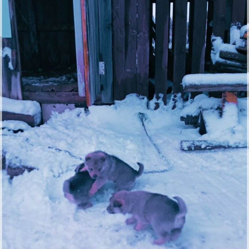 Западносибирская лайка, щенок