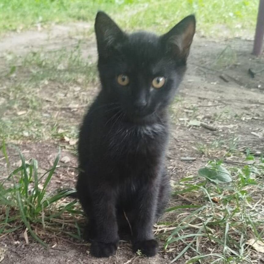Черный котенок в добрые руки