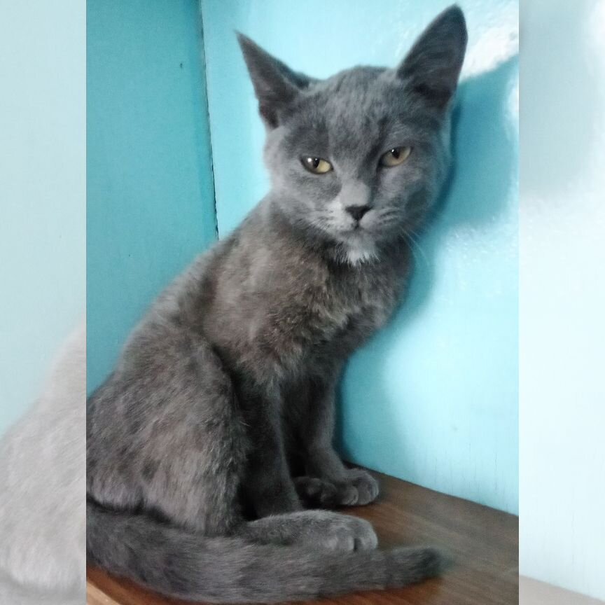 Сибирский котёнок