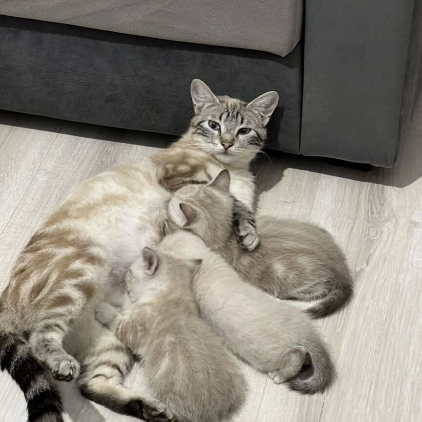 Котята отдам в добрые руки бесплатно
