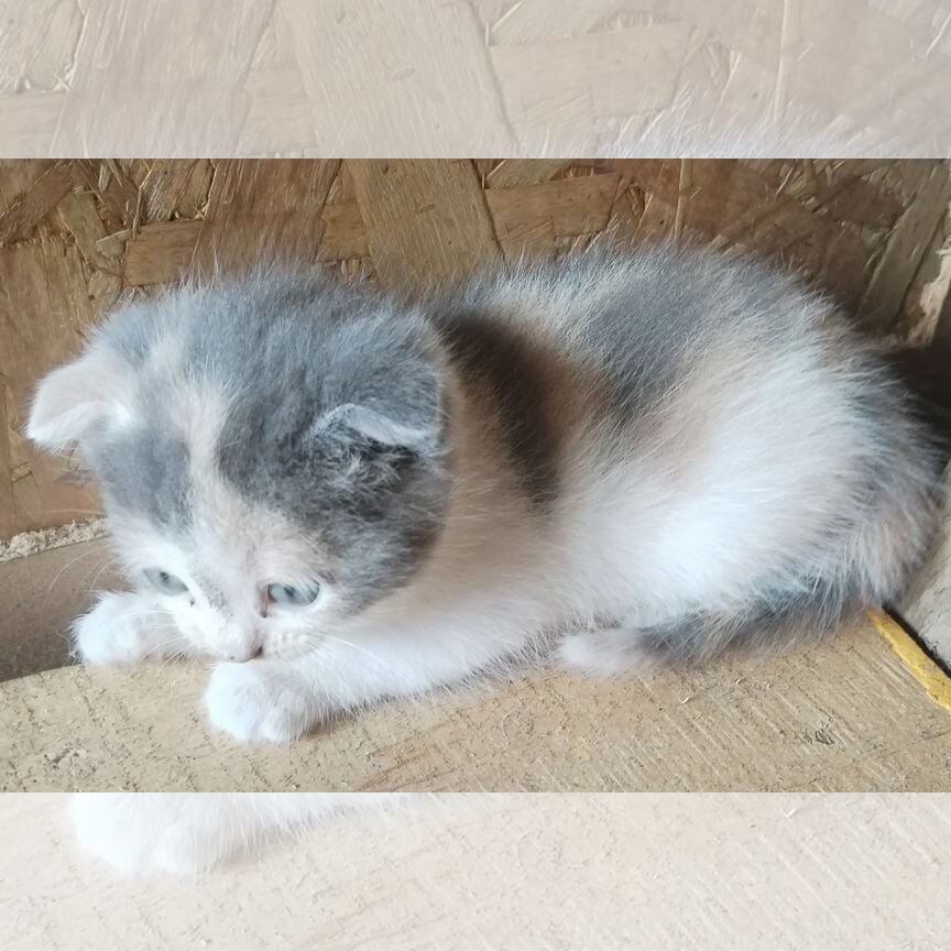 Шотландский вислоухий короткошёрстный котёнок