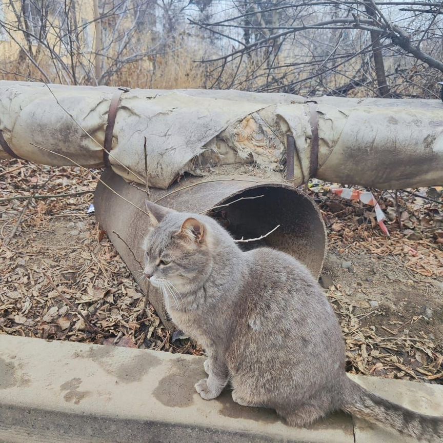 Кот породистый бесплатно