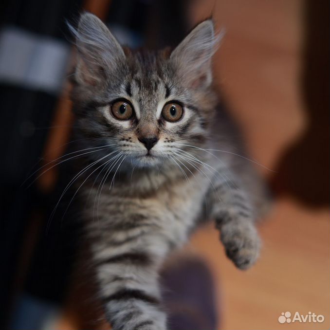 Котенок сибирский метис в дар бесплатно
