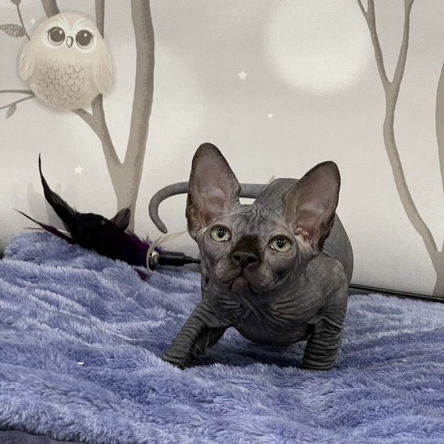 Чистокровная канадочка