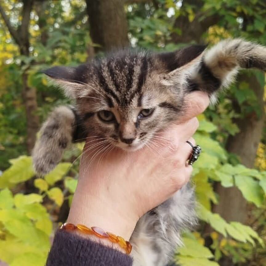 Супер котята
