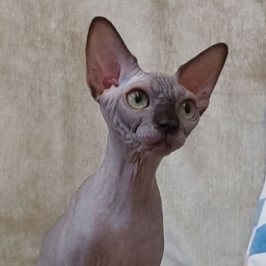 Сфинкс котенок девочка