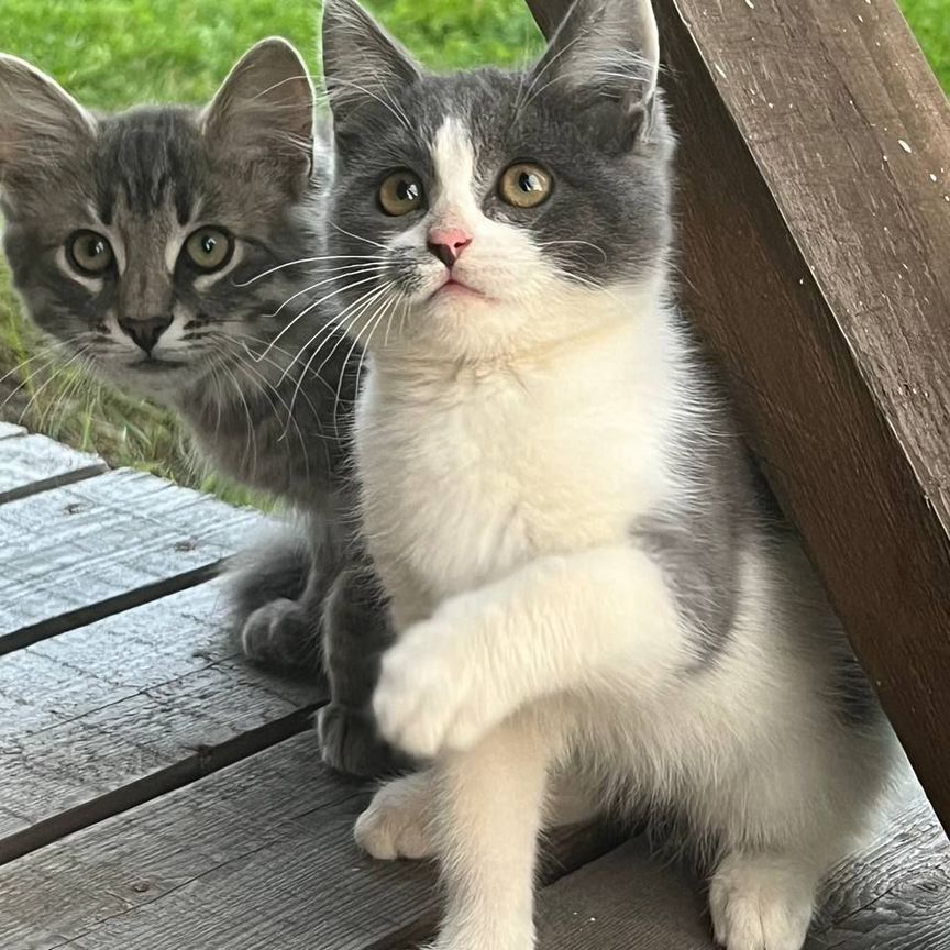 Котята ищут дом