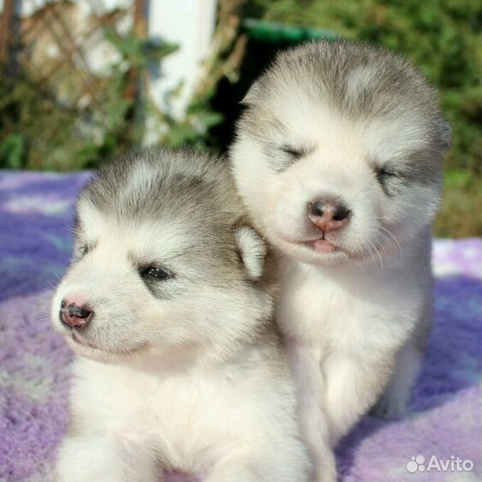 Щенки аляскинского маламута с шикарной родословной