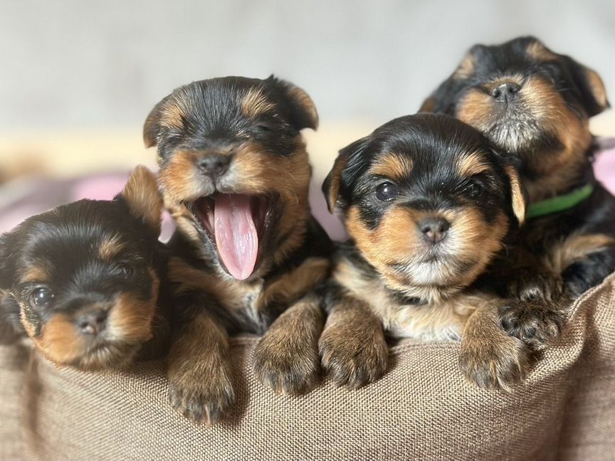 Йоркширский терьер щенки