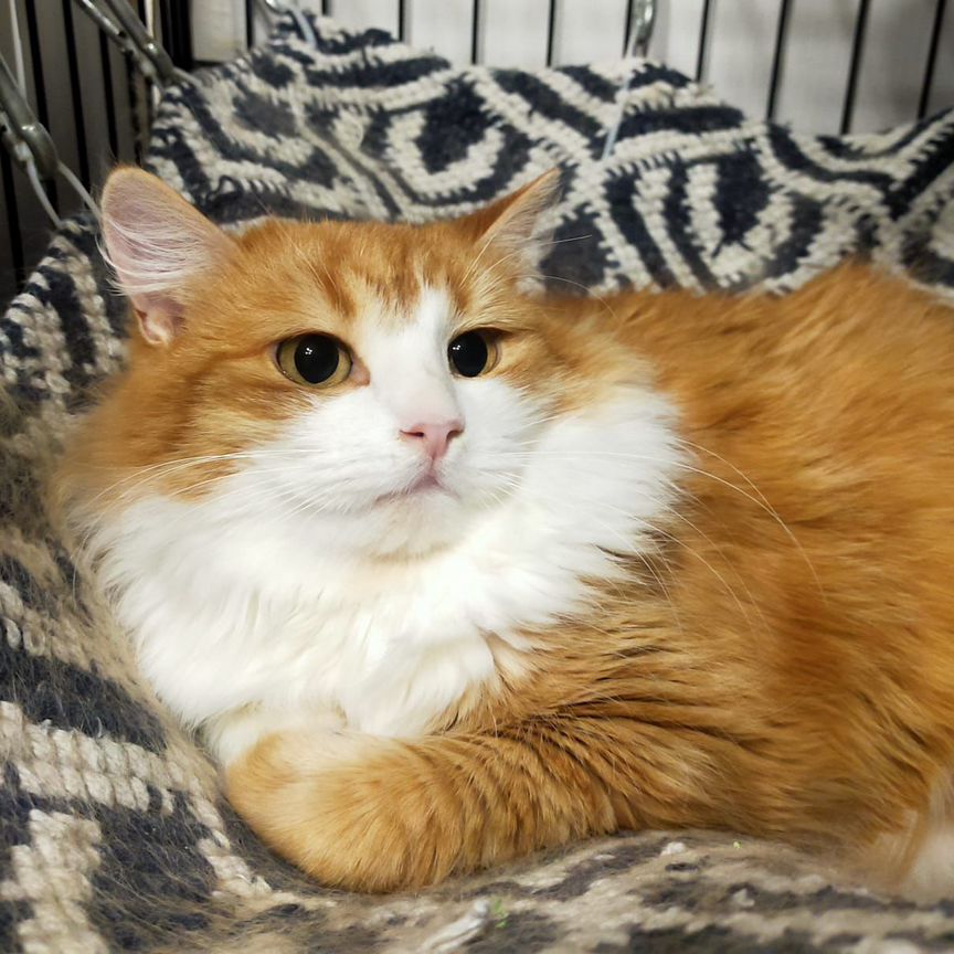 Рыжий кот в добрые руки