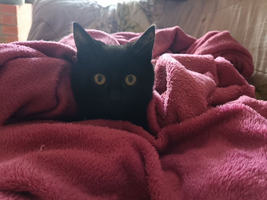 Отдам черного котенка в добрые руки 3 месяца