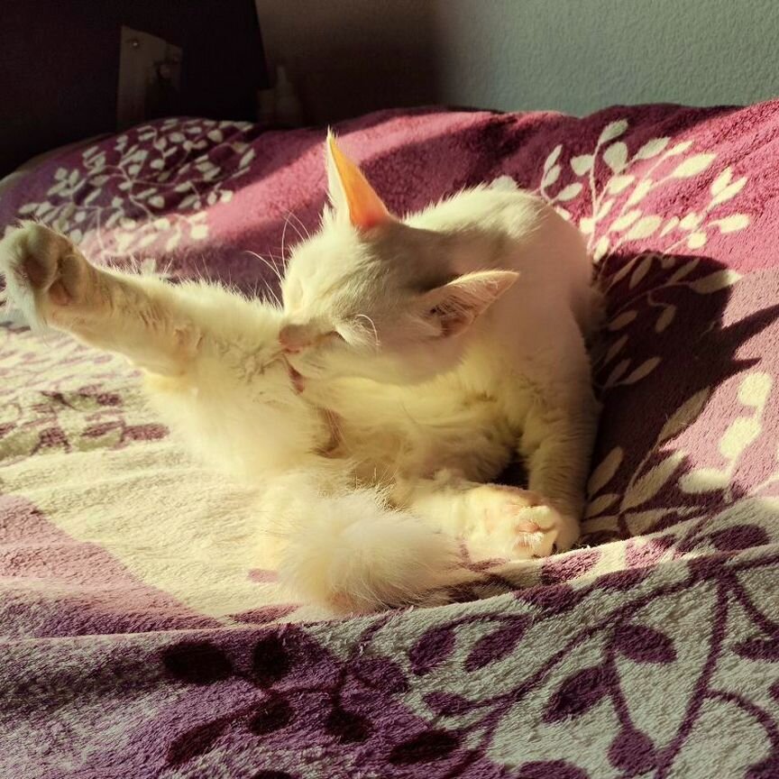 Ангорская кошка