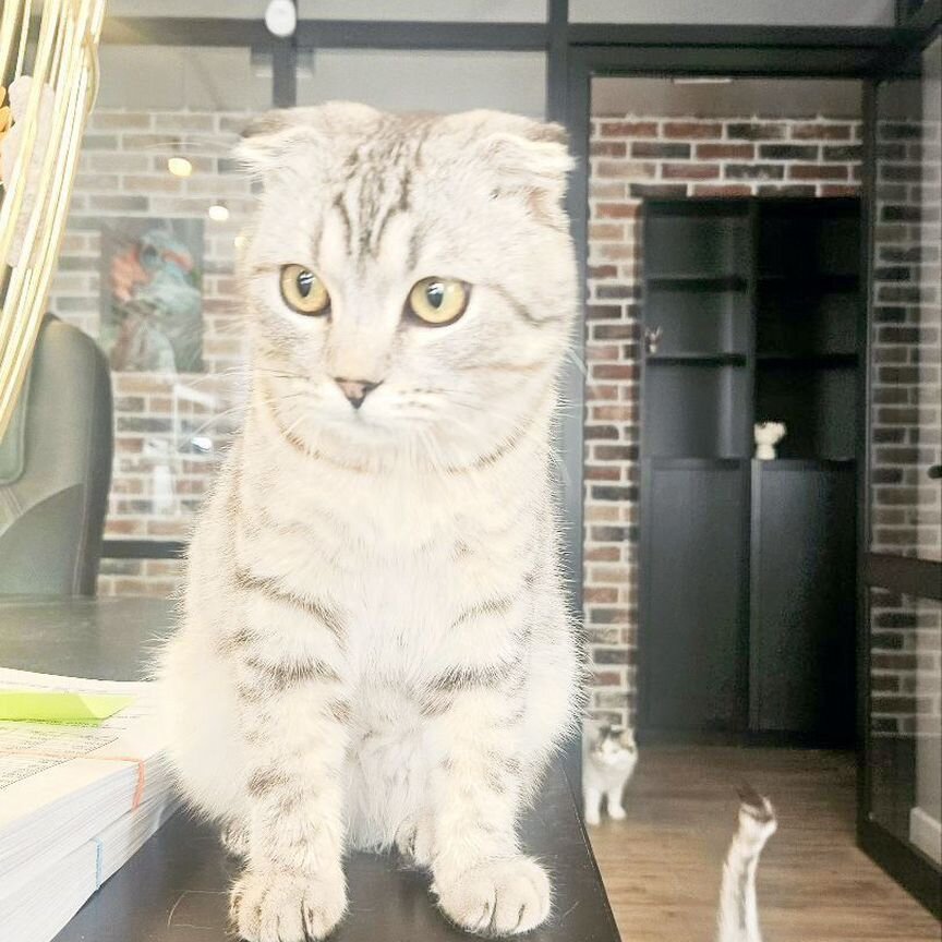 Шотландские вислоухие