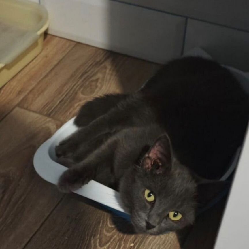 Пристраивается котик