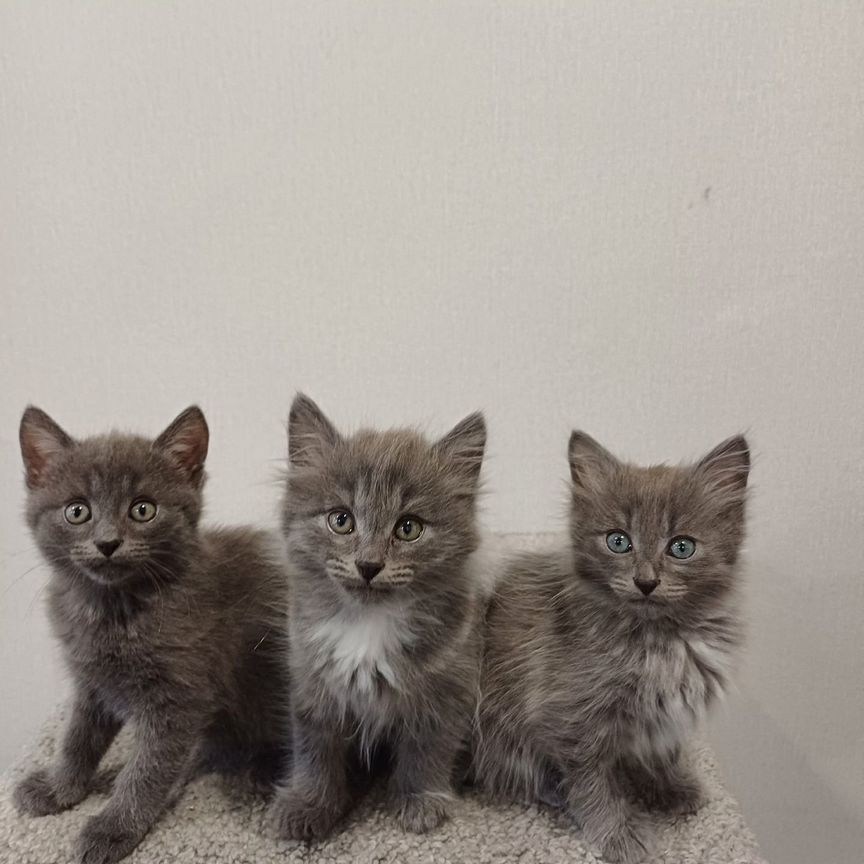 Дымчатые котята
