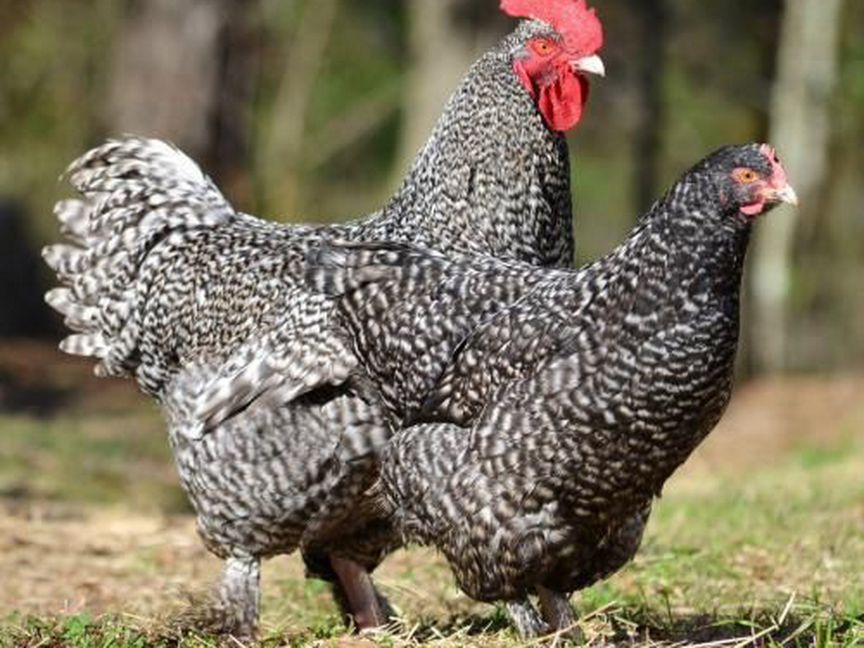 Цыплята Гриз Бар