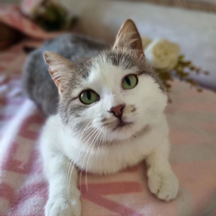 Ласковая кошка подруга Матрёна