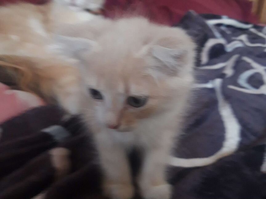 Котята шатланские