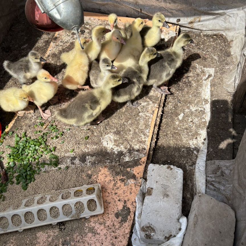 Гусята 2 недели