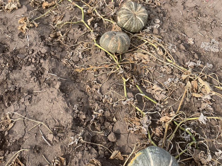 Тыква на корм