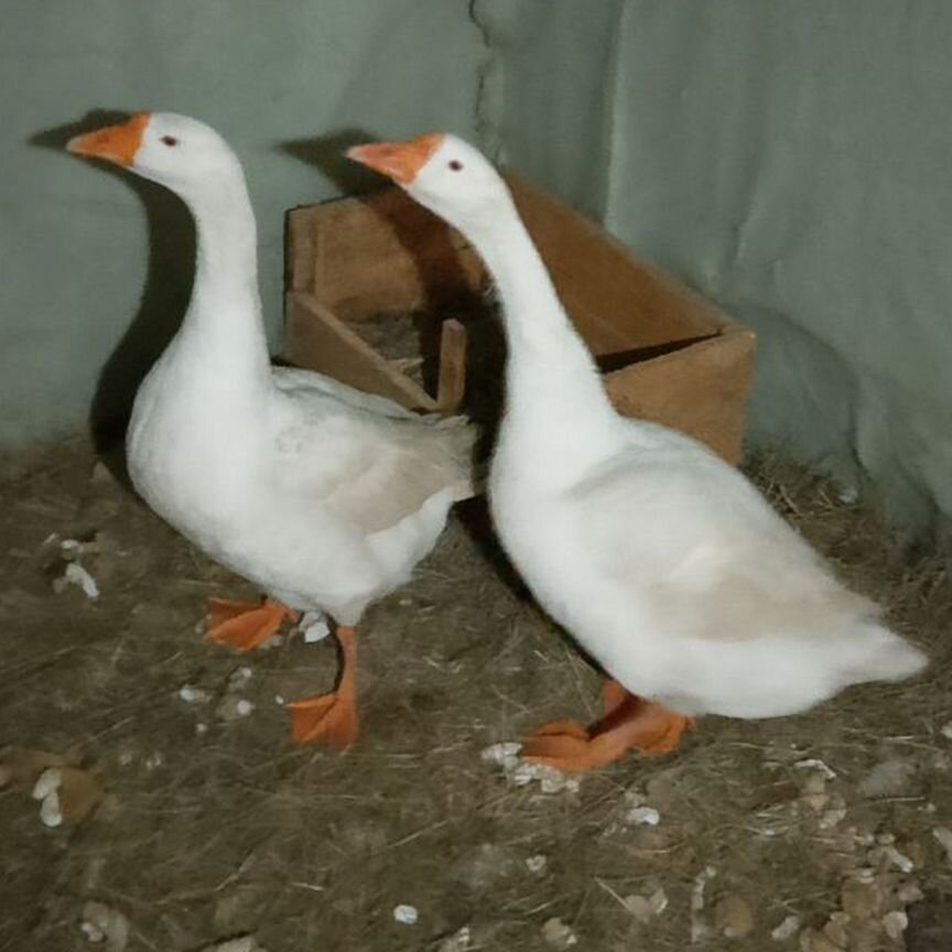 Гусь и гусыня