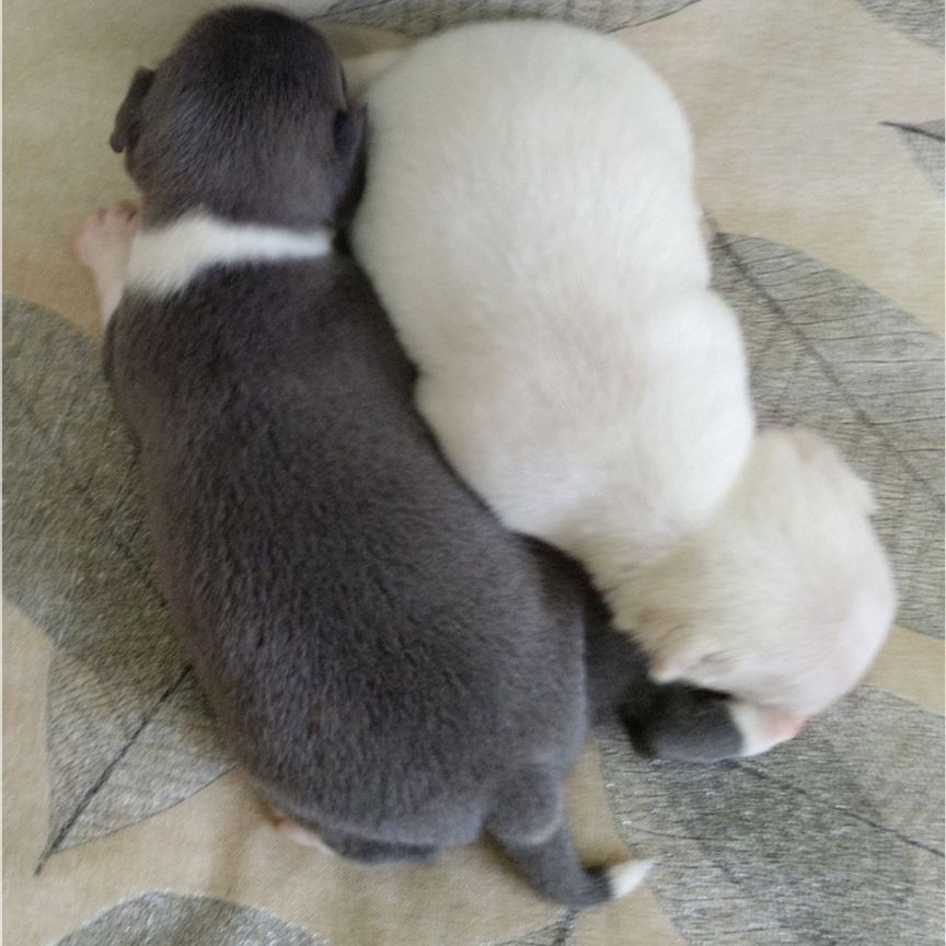 Чихуахуа, мальчики