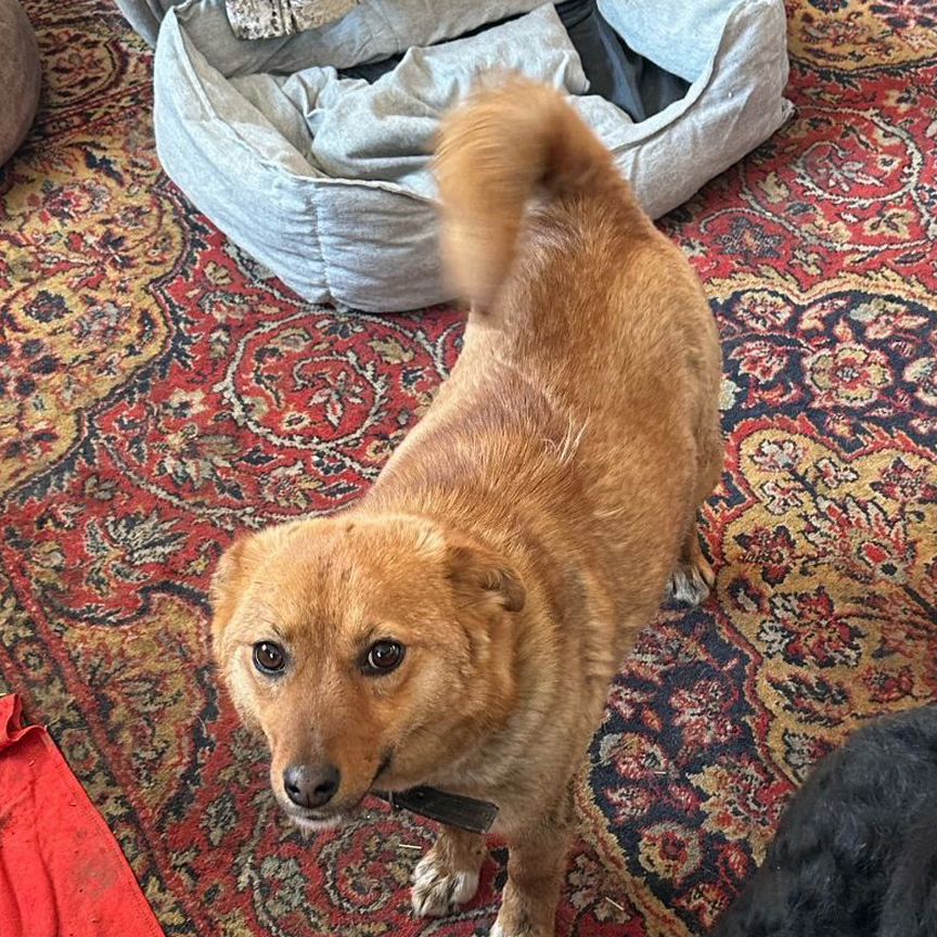 Взрослая собака в добрые руки