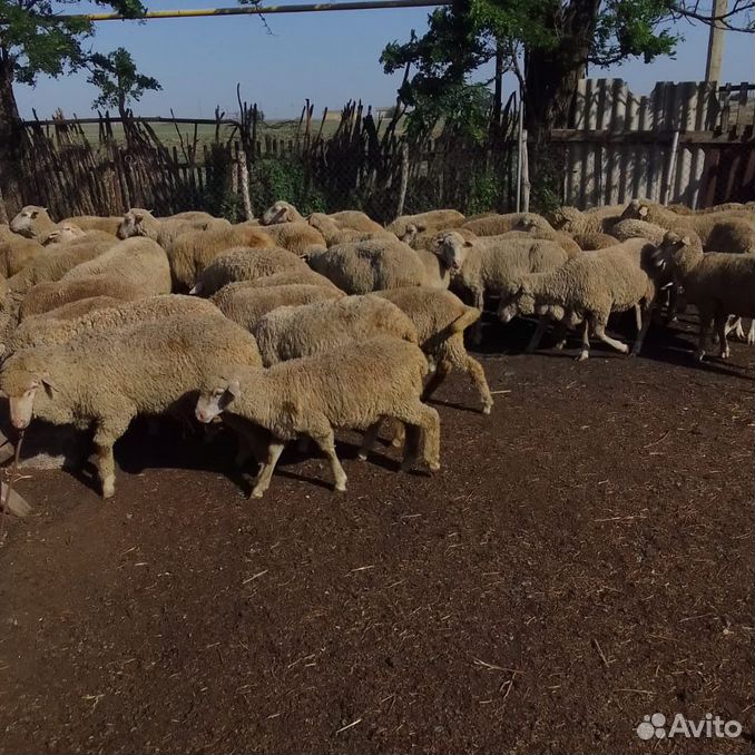 Матки с ягнятами