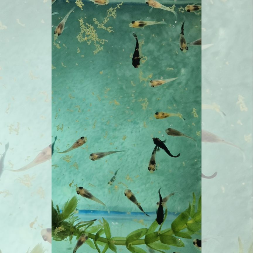 Аквариумные рыбки