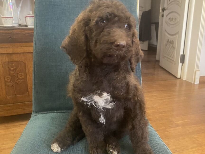 Мальчик королевский /Императорский Китайский