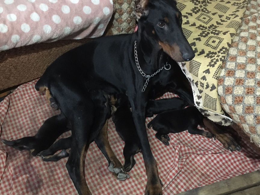 Щенки добермана