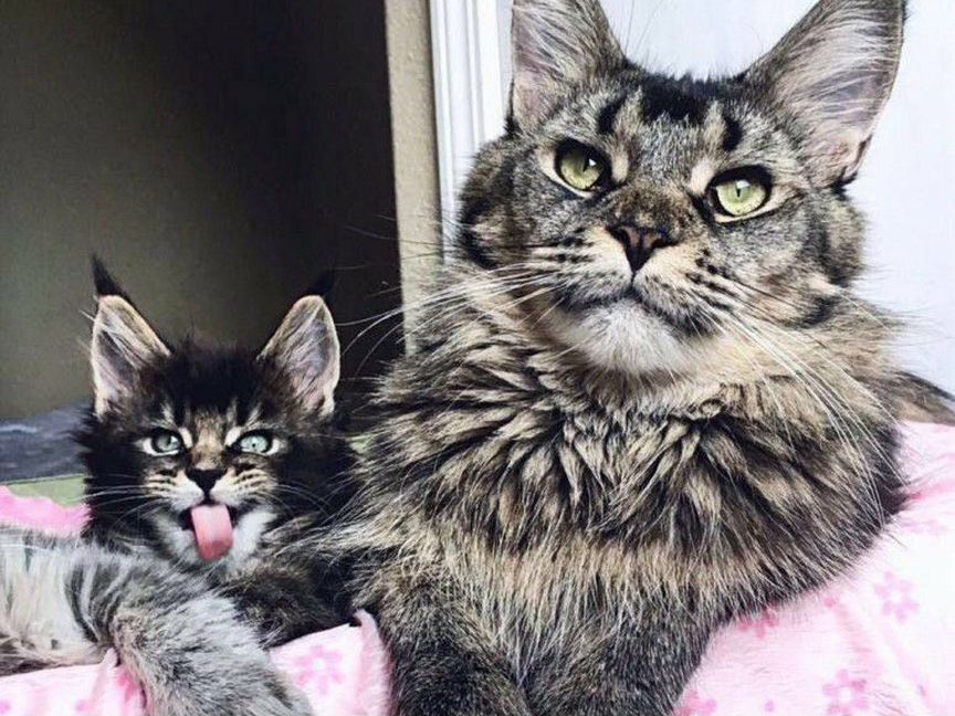 Котята Мейн-кун