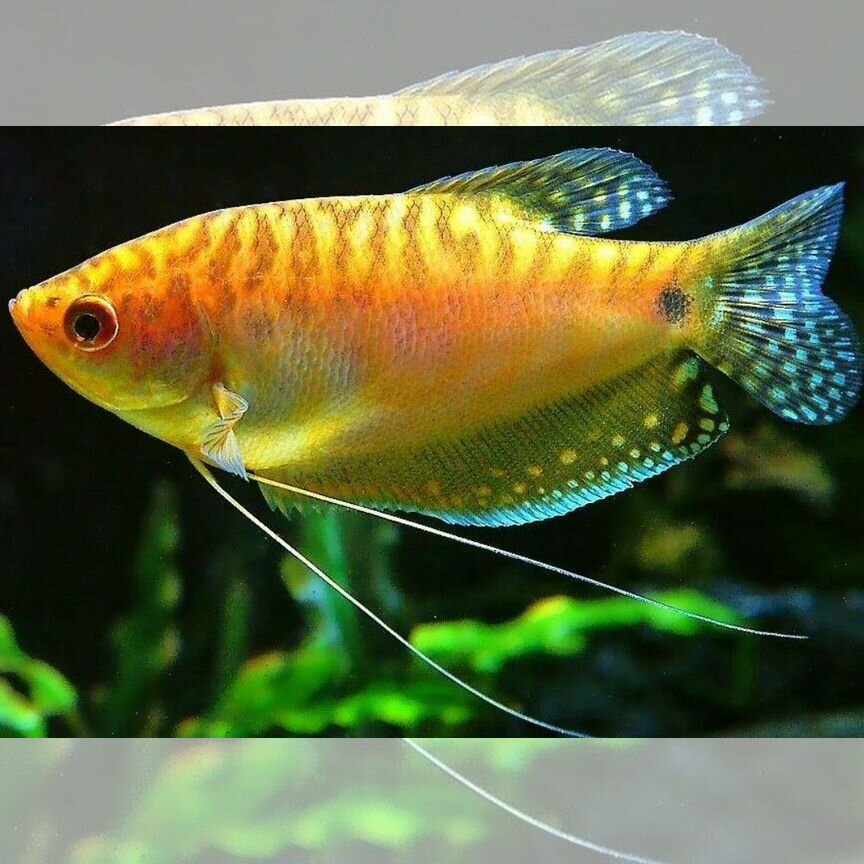 Гурами золотой