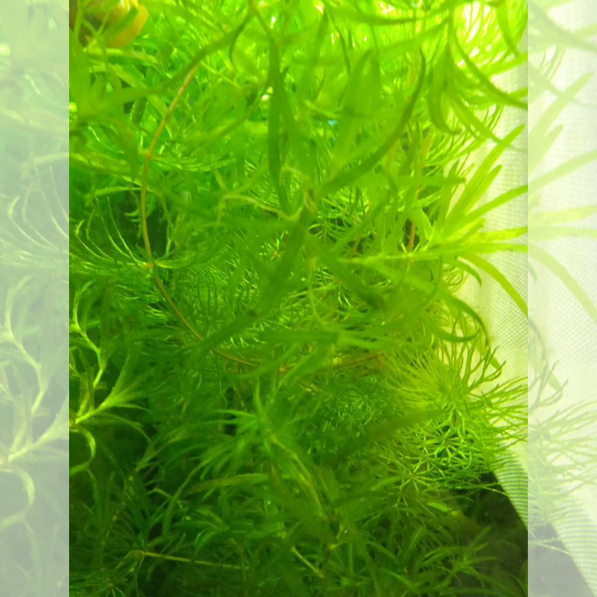 Аквариумные растения