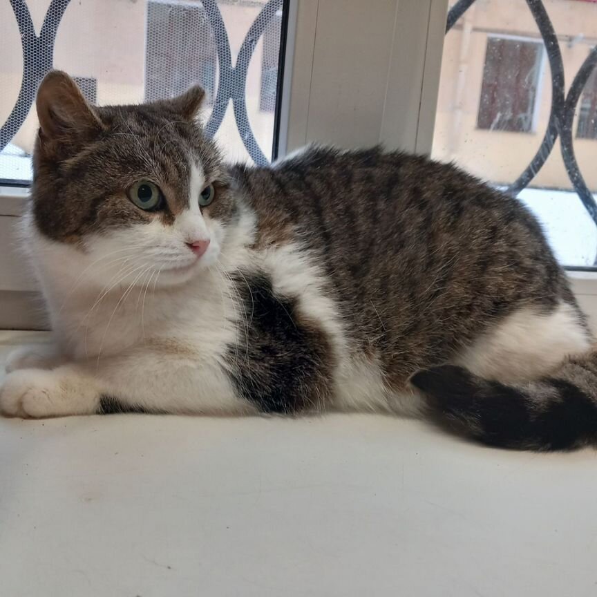 Кошка