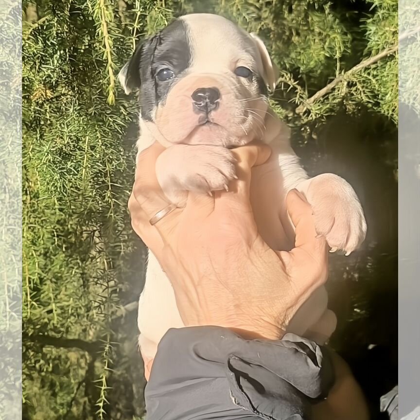 Американский булли, щенок